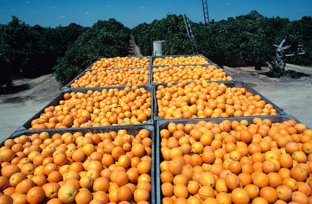 Freshly harvesed oranges awaiit trasportation | Free Photo - rawpixel
