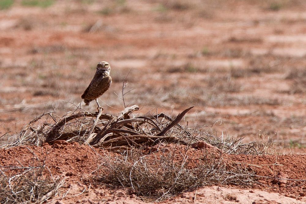 Burrowing Owl | Free Photo - rawpixel