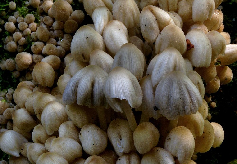 Coprinus is small genus mushroom-forming | Free Photo - rawpixel