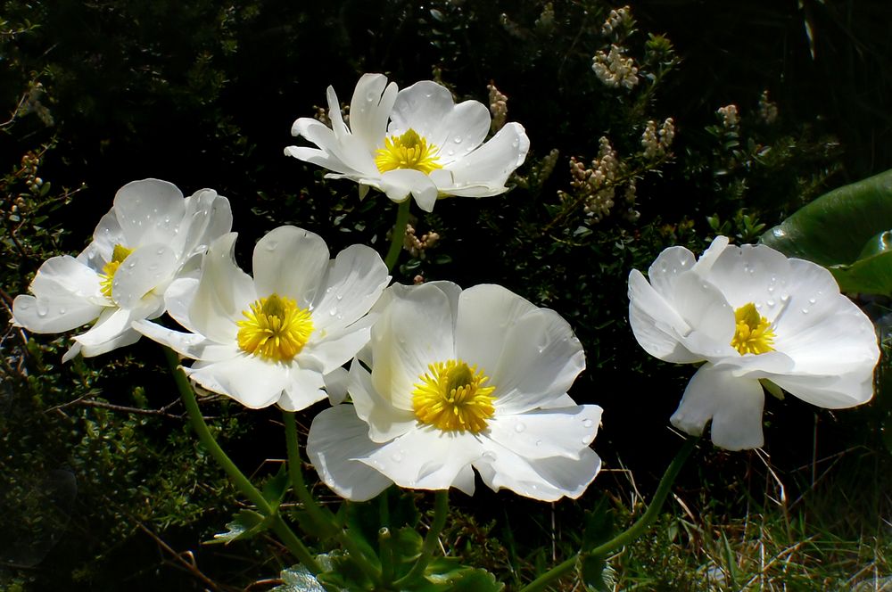 Mount Cook Lilies. | Free Photo - rawpixel