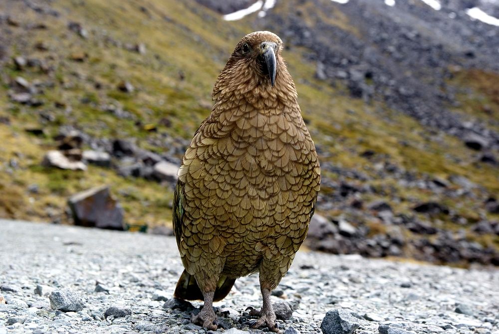 The Kea. | Free Photo - rawpixel
