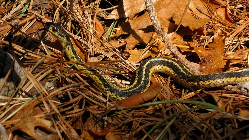 Garter Snake | Free Photo - rawpixel