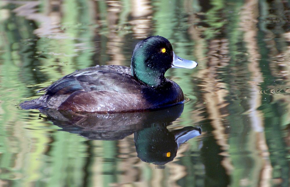 New Zealand scaup. | Free Photo - rawpixel