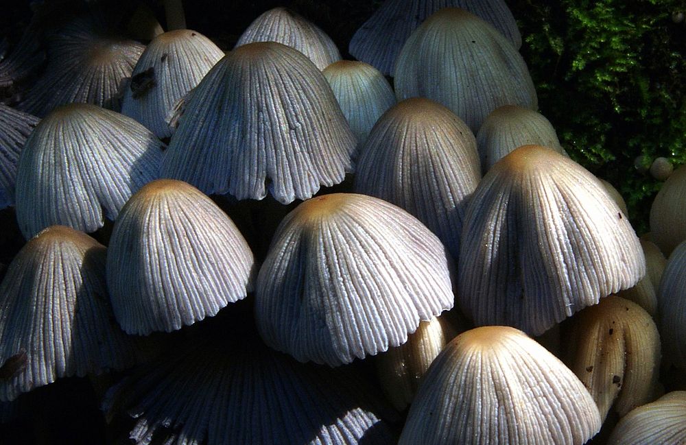 Coprinus is small genus mushroom-forming | Free Photo - rawpixel