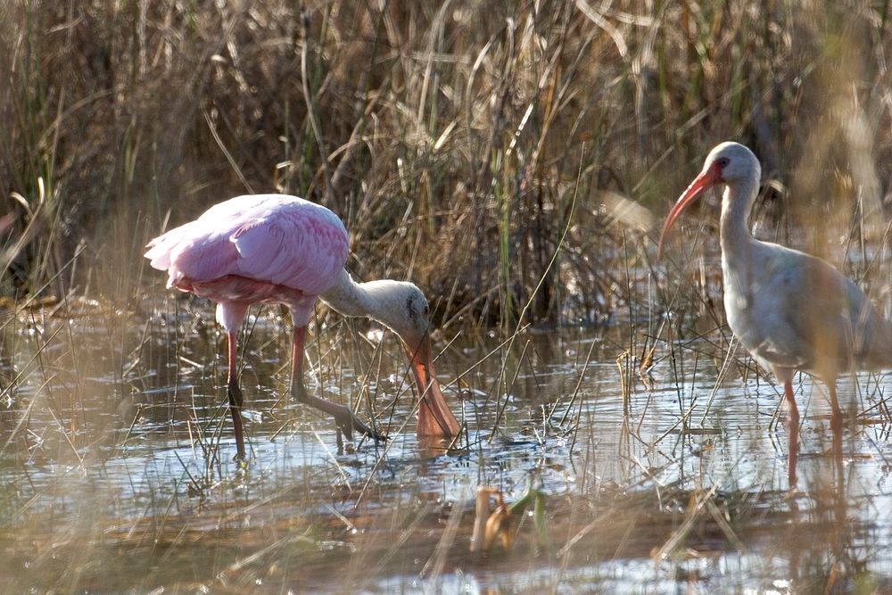 Roseate Spoonbill and White Ibis, | Free Photo - rawpixel