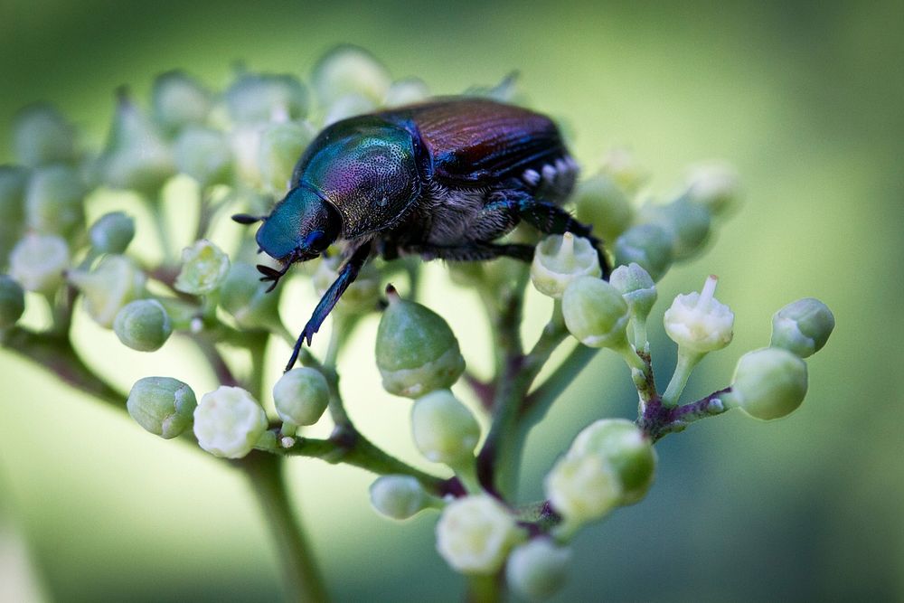 Japanese Beetle. | Free Photo - rawpixel