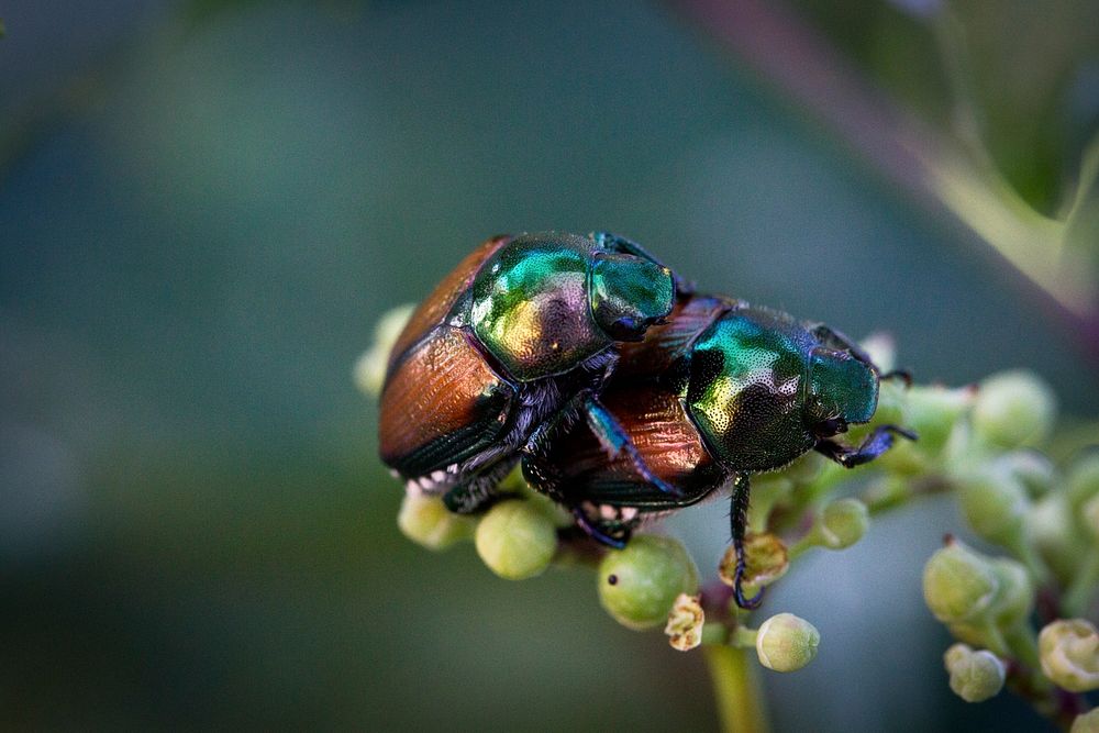 Beetle couple | Free Photo - rawpixel