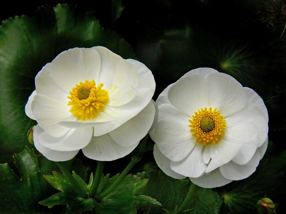 Mount Cook Lilies | Free Photo - rawpixel