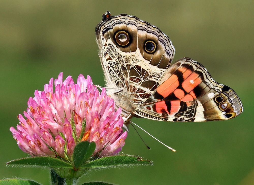 Butterfly | Free Photo - rawpixel