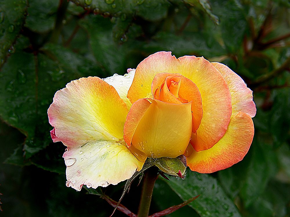 Yellow rose. Original public domain | Free Photo - rawpixel