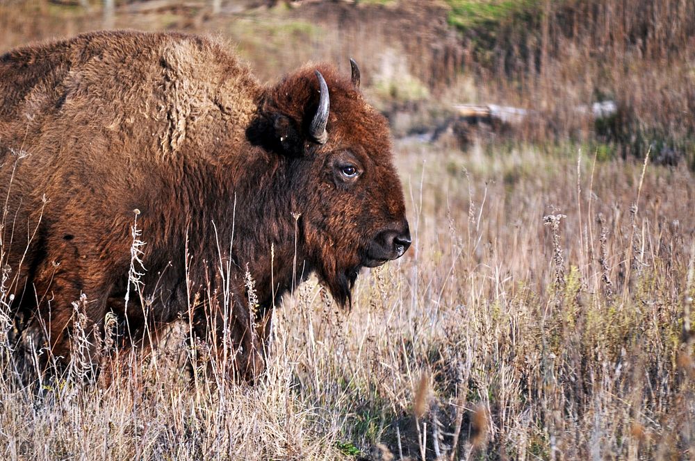 BisonBison Dunn Ranch, prairie restored | Free Photo - rawpixel