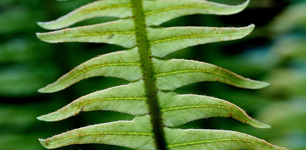 Crown Fern fronds | Free Photo - rawpixel