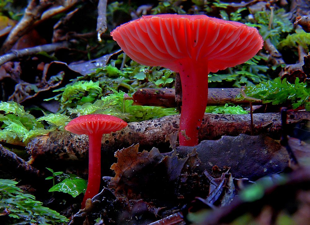 Hygrocybe rubrocarnosa. Original public domain | Free Photo - rawpixel