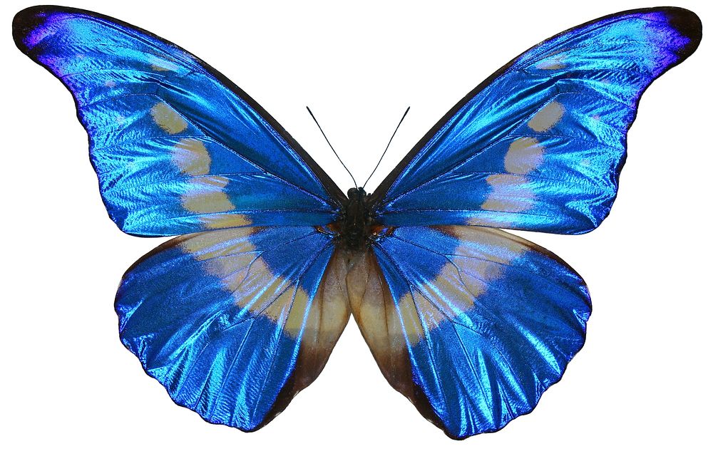 Butterfly | Free Photo - rawpixel