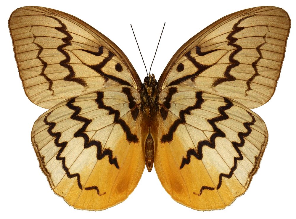 Butterfly | Free Photo - rawpixel