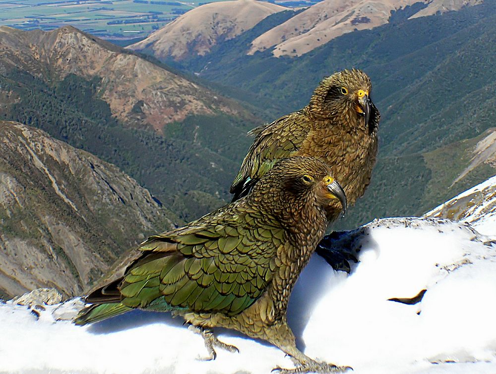 A pair of Kea. | Free Photo - rawpixel
