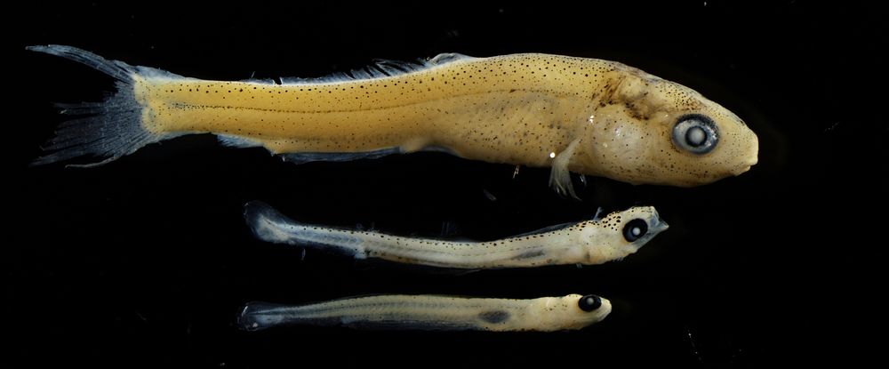 Larval Quillbacks | Free Photo - rawpixel