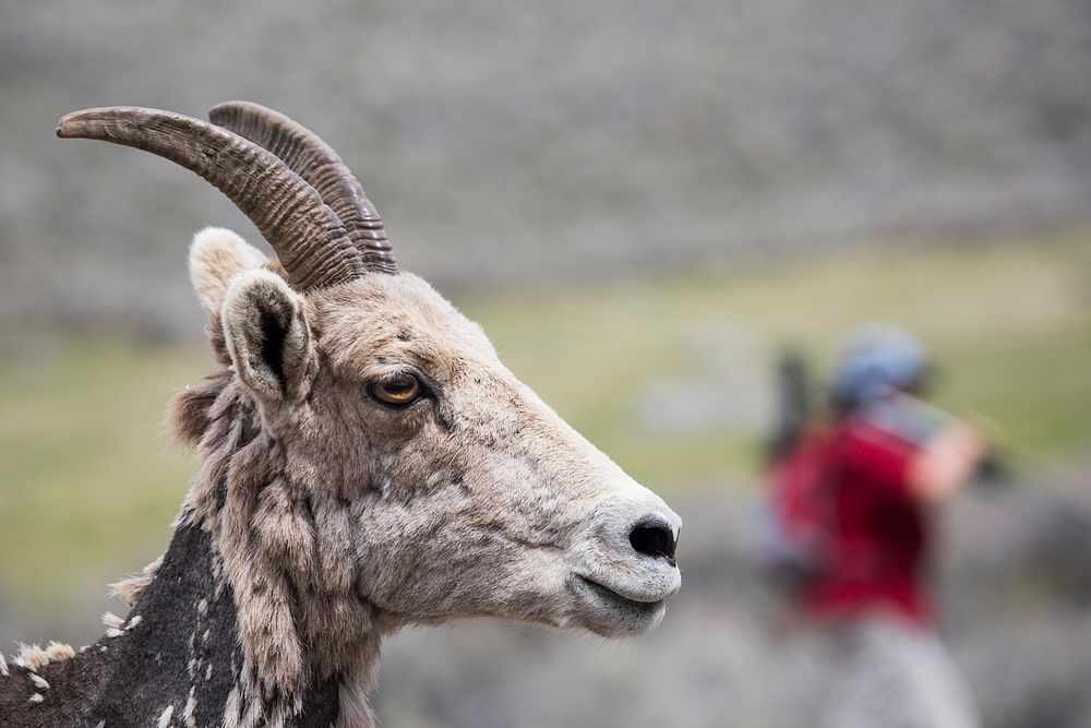 Bighorn ewe & photographer, Lamar | Free Photo - rawpixel