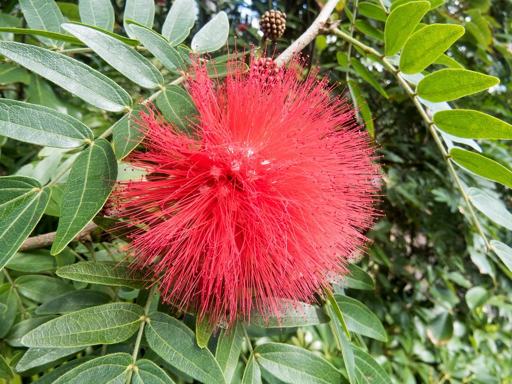 Fuzzy Red Flower Green Plant. | Free Photo - rawpixel