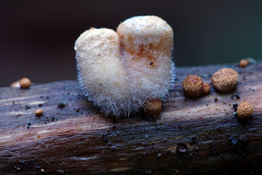 Nidula candida (woolly birdsnest fungi). | Free Photo - rawpixel
