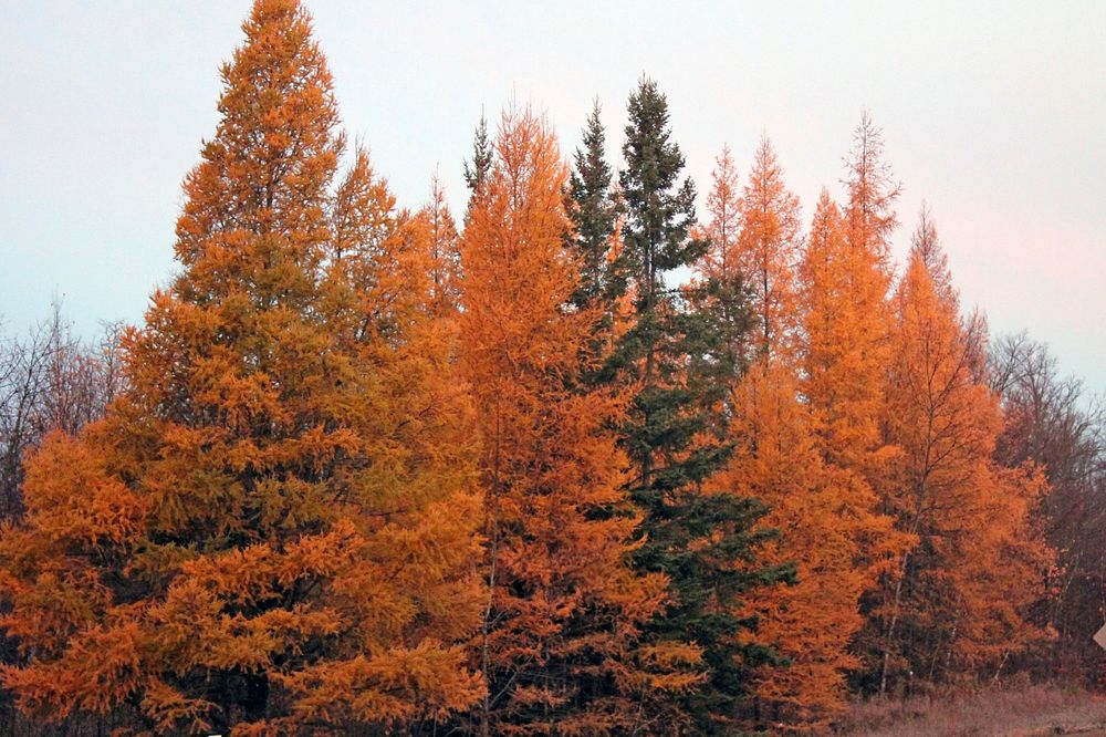 Tamarack TreesFall Tamarac National Wildlife | Free Photo - rawpixel