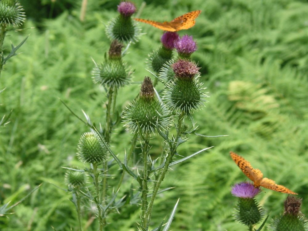 Bull Thistle. Original public domain | Free Photo - rawpixel