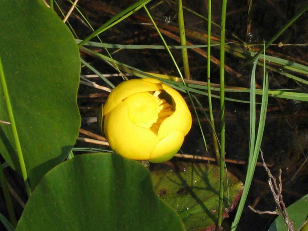 Bullhead Water Lily. Original public | Free Photo - rawpixel