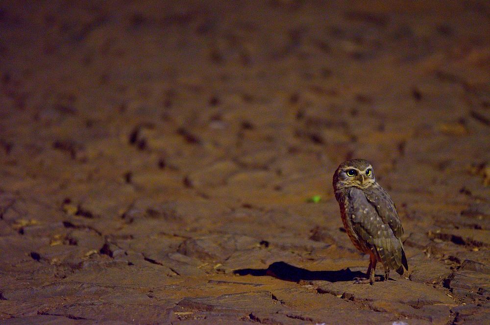 Buho Images | Free Photos, PNG Stickers, Wallpapers & Backgrounds ...