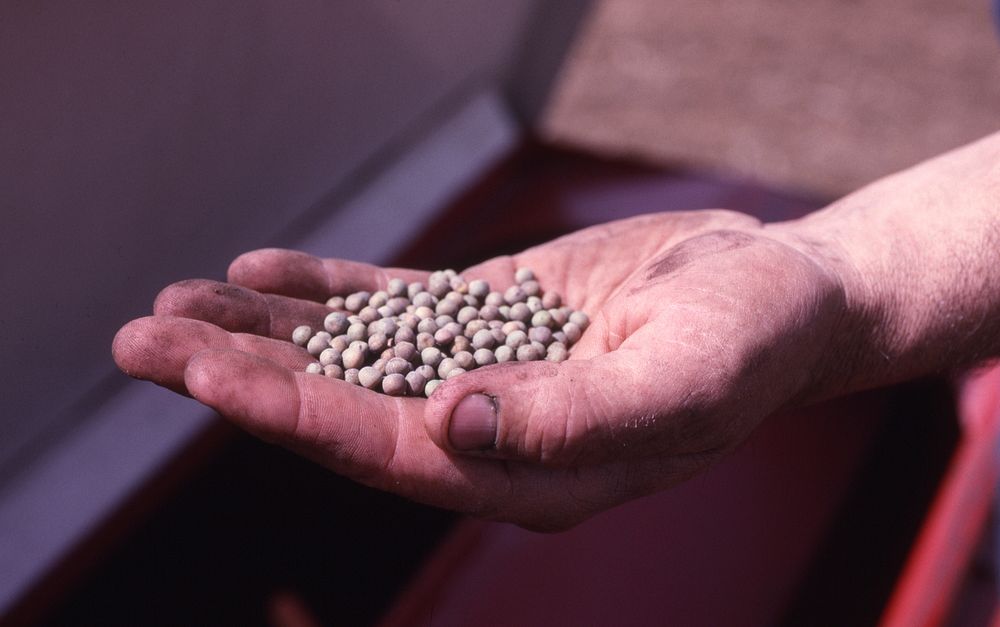 Handful seeds, May 1992. Original | Free Photo - rawpixel