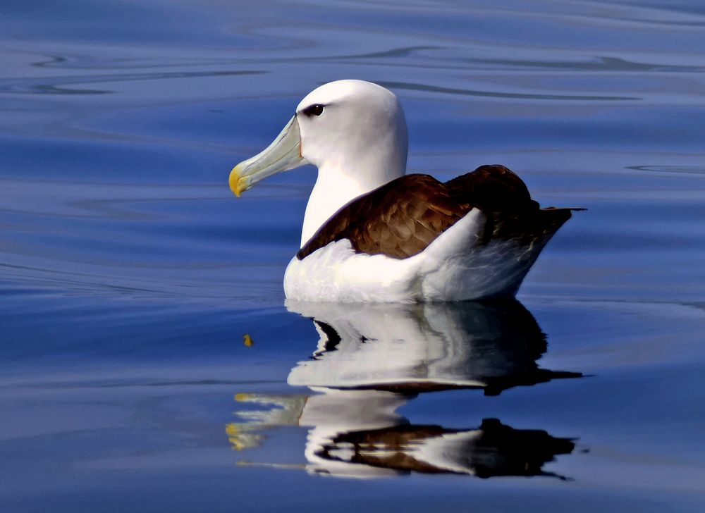 white-capped albatross (Thalassarche cauta steadi) | Free Photo - rawpixel