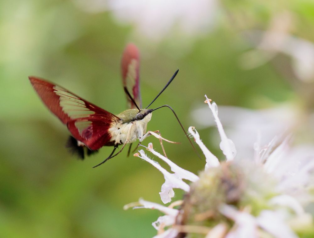 Hummingbird Clearwing Moth. Free public | Free Photo - rawpixel