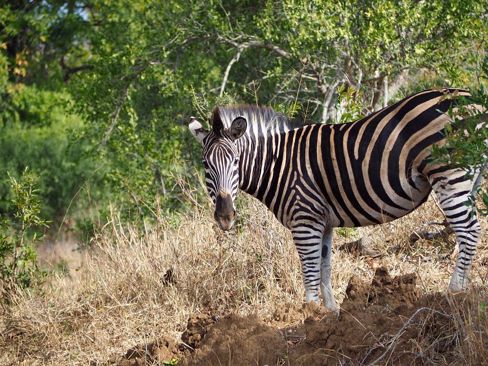 Zebra (Makutsi Game Reserve) | Free Photo - rawpixel