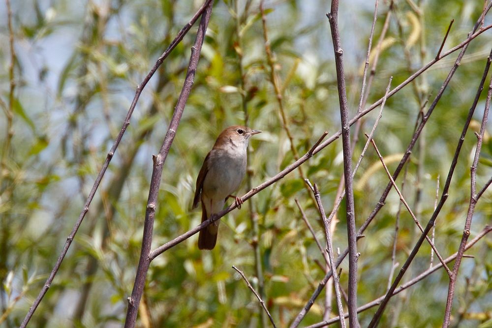 Original public domain image Flickr | Free Photo - rawpixel