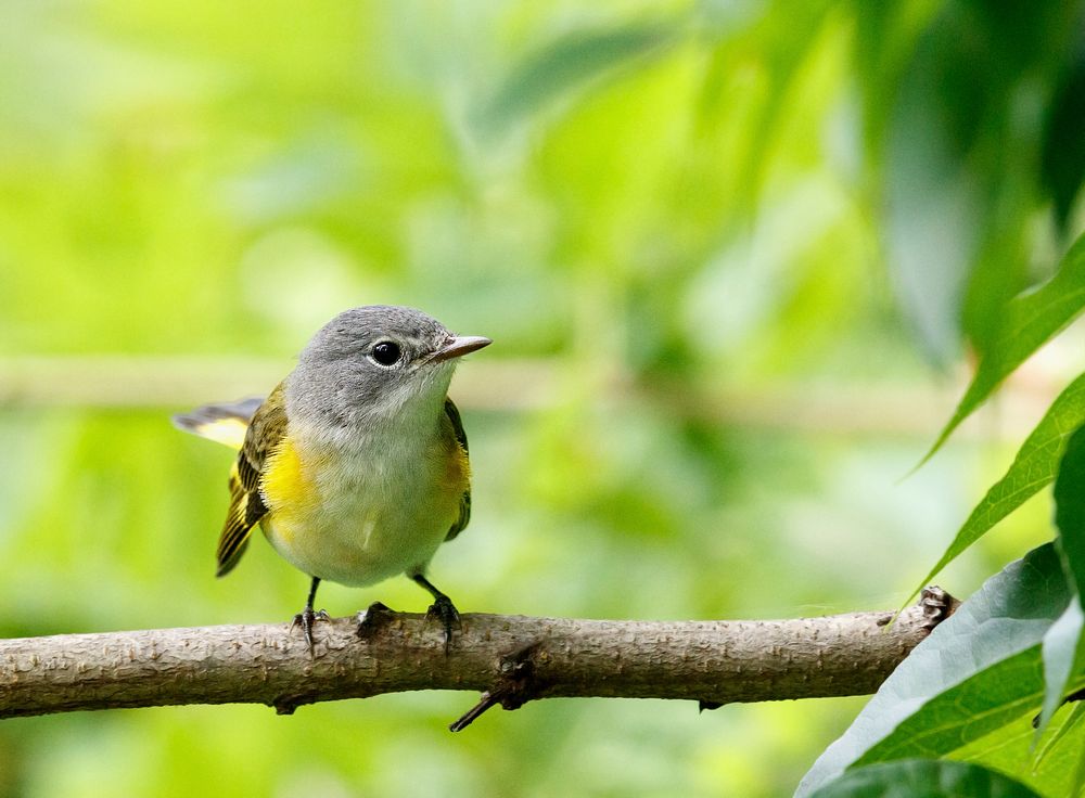 American redstart, female bird. Free | Free Photo - rawpixel