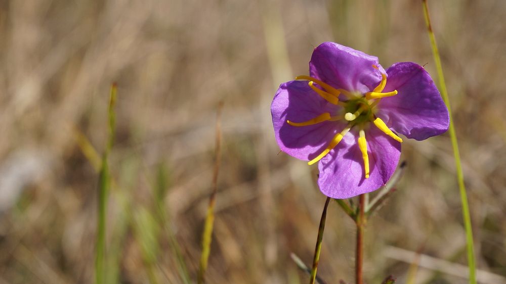Pale Meadow Beauty | Free Photo - rawpixel