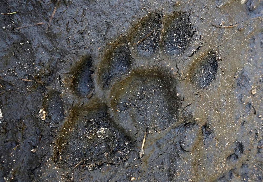 Panther Tracks | Free Photo - rawpixel