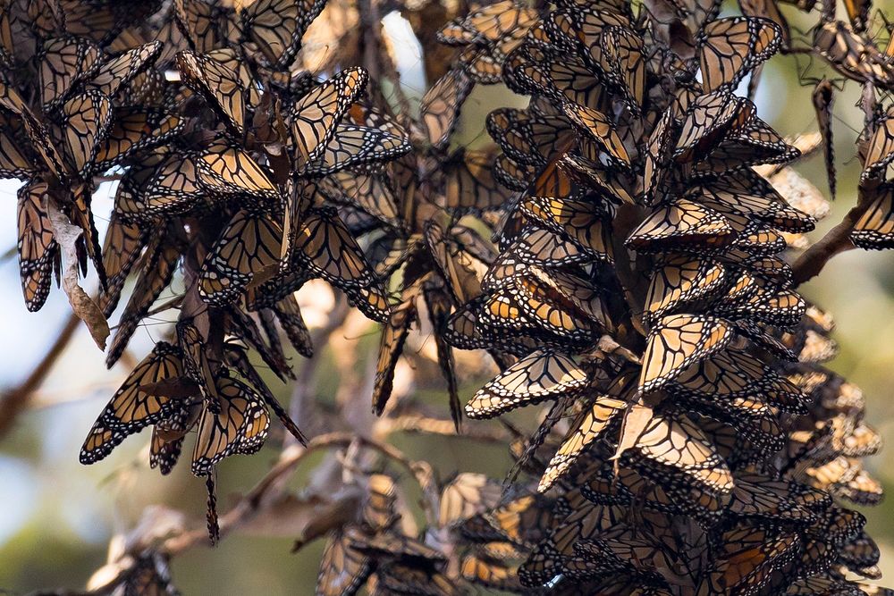 Western monarchs western migratory monarch | Free Photo - rawpixel