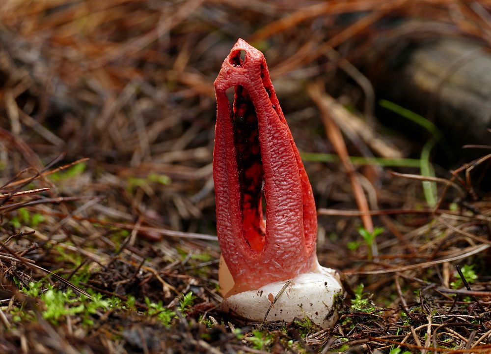 Fugi Images | Free Photos, PNG Stickers, Wallpapers & Backgrounds ...