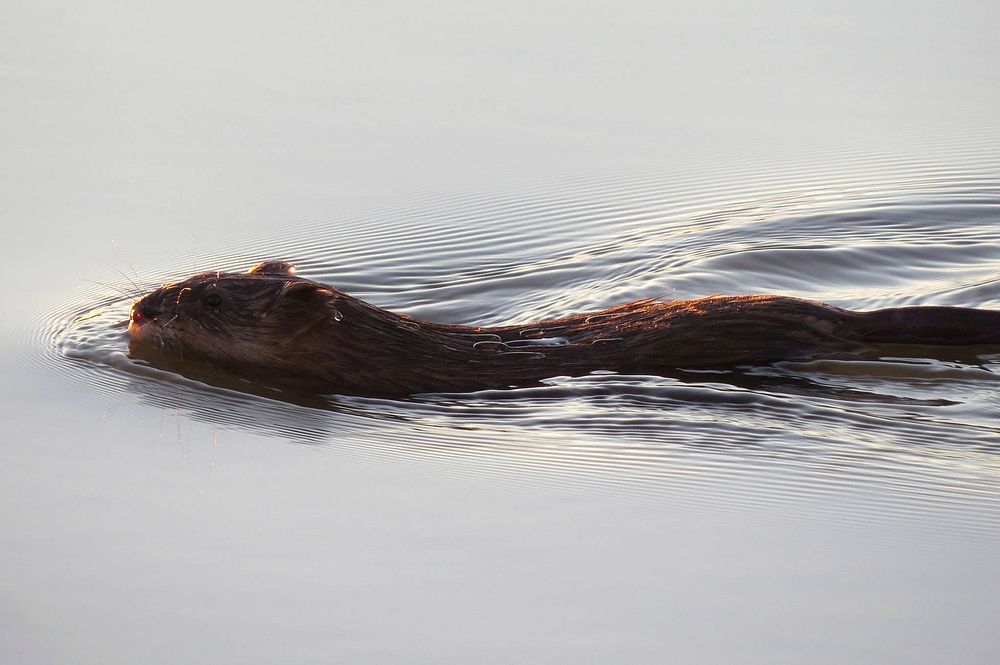 Muskrat SwimmingA muskrat swimming Port | Free Photo - rawpixel