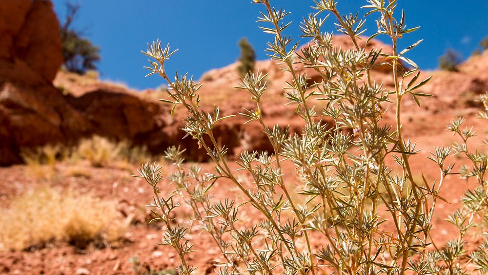 Ghost Ranch NNL (Coelophysis Quarry) | Free Photo - rawpixel