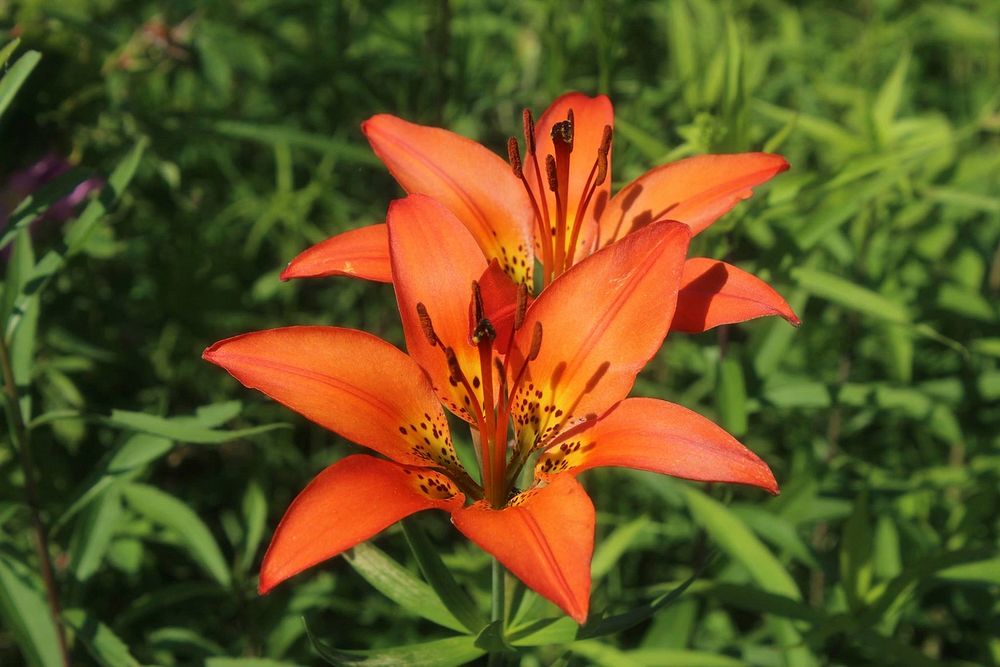 Wood Lilies Wood lilies are | Free Photo - rawpixel