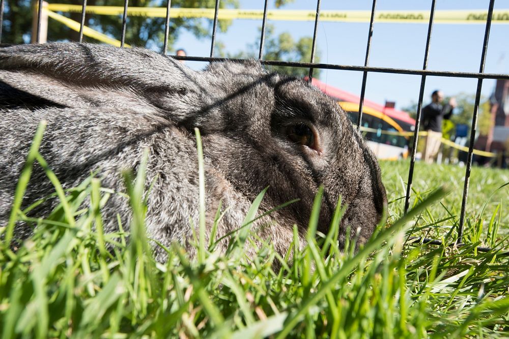 large rabbit and other farm | Free Photo - rawpixel