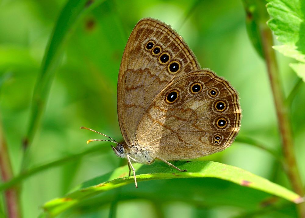 Today's Mass Extinction Holocene-Anthropocene Thermal | Free Photo ...