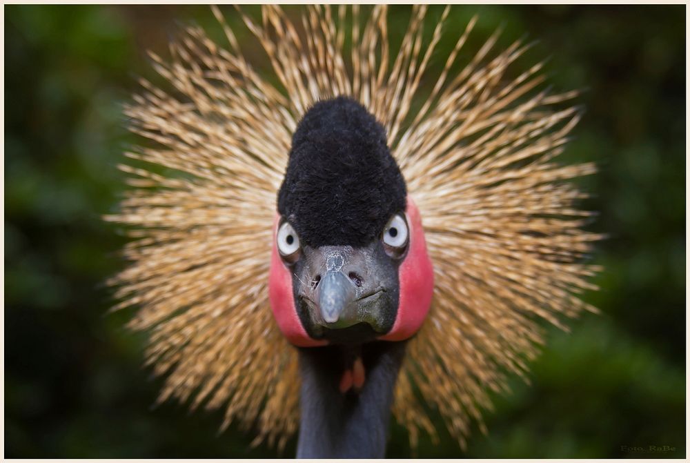 Black crowned crane bird. Free | Free Photo - rawpixel