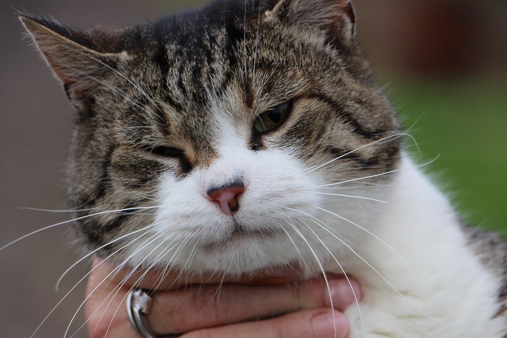 Free public domain CC0 photo | Free Photo - rawpixel