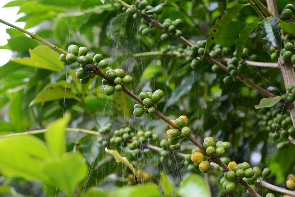 Closeup raw coffee beans tree. | Free Photo - rawpixel