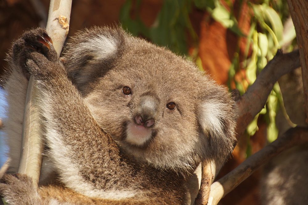 Cute koala bear, Australian animal | Free Photo - rawpixel