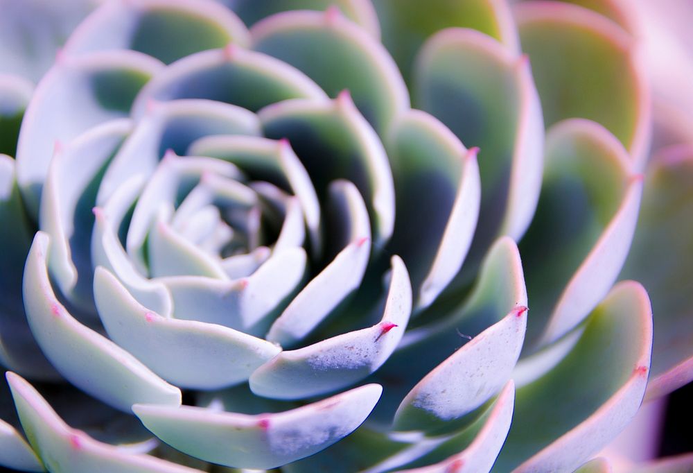 Free public domain CC0 photo. | Free Photo - rawpixel