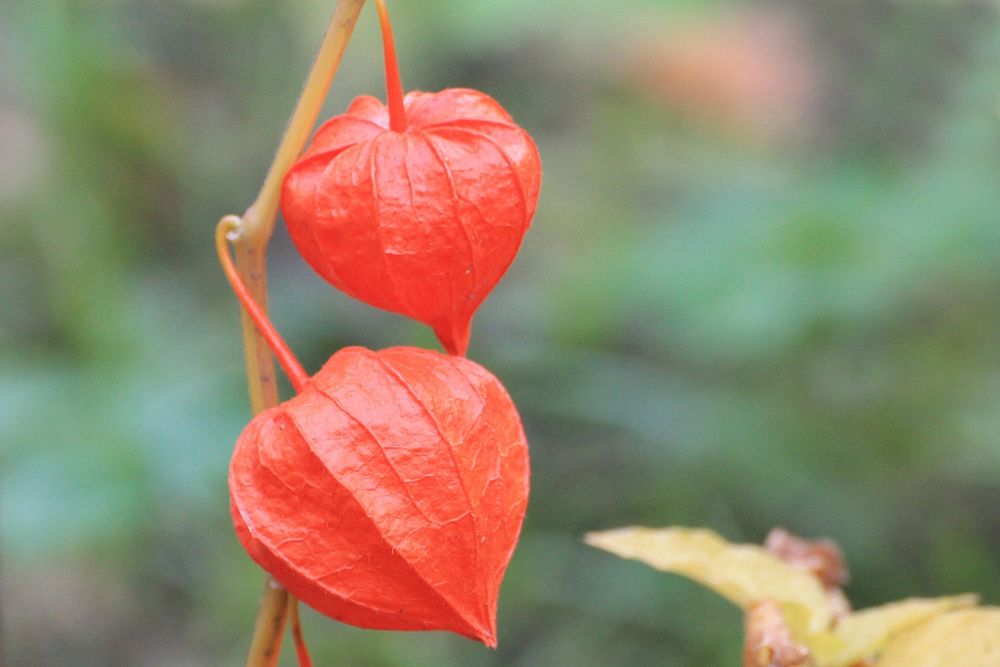 Physalis Images | Free Photos, PNG Stickers, Wallpapers & Backgrounds ...