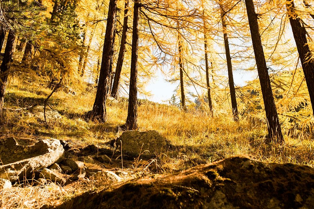 Forest in the Fall | Free Photo - rawpixel